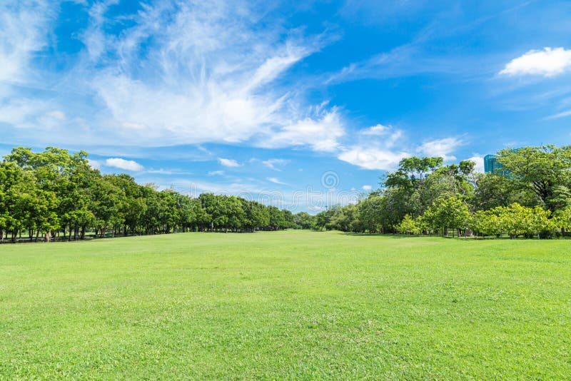 Green Grass Field in Big City Park Stock Image - Image of summer ...