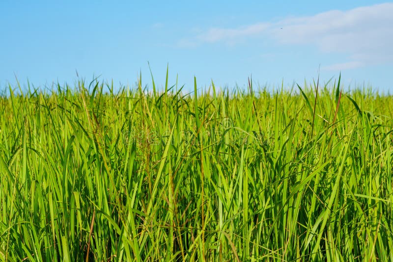 Green Grass Field and Bright Blue Sky Stock Image - Image of green ...
