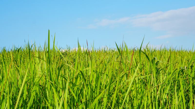 Green Grass Field and Bright Blue Sky Stock Photo - Image of grass ...