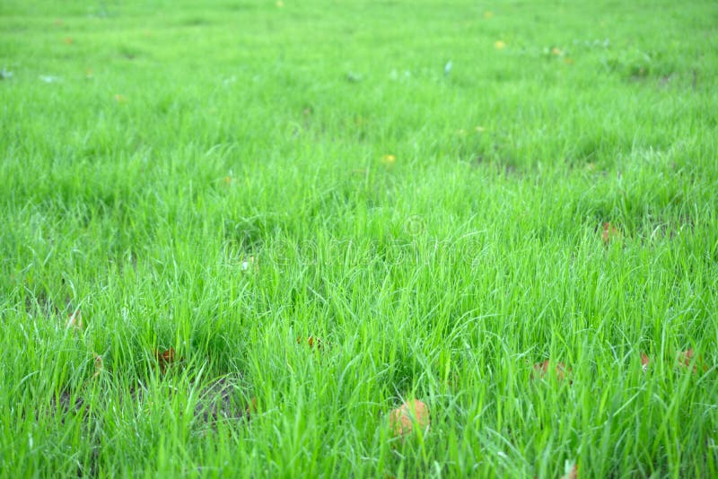 Green Grass Field and Bright Blue Sky . Stock Image - Image of hill ...