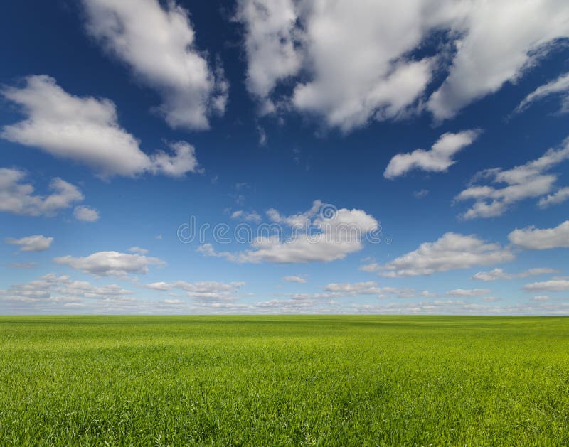 Green Grass Field and Bright Blue Sky Stock Photo - Image of meadow ...