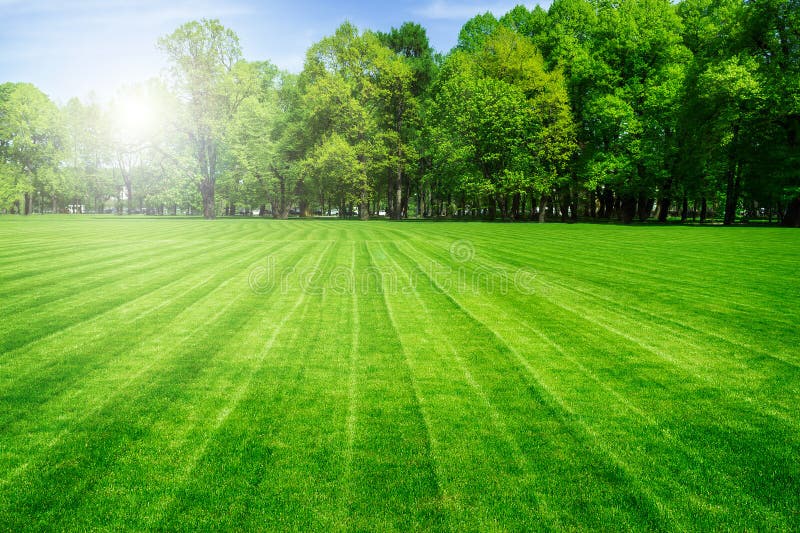 Green Grass Field and Bright Blue Sky. Stock Photo - Image of freshness ...