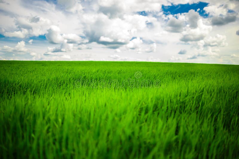 Green Grass Field and Bright Blue Sky Background Stock Photo - Image of ...