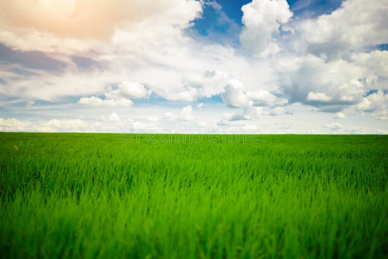Green Grass Field and Bright Blue Sky Background Stock Photo - Image of ...