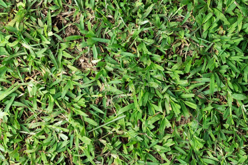 Green grass field close up stock photo. Image of growth - 324079082