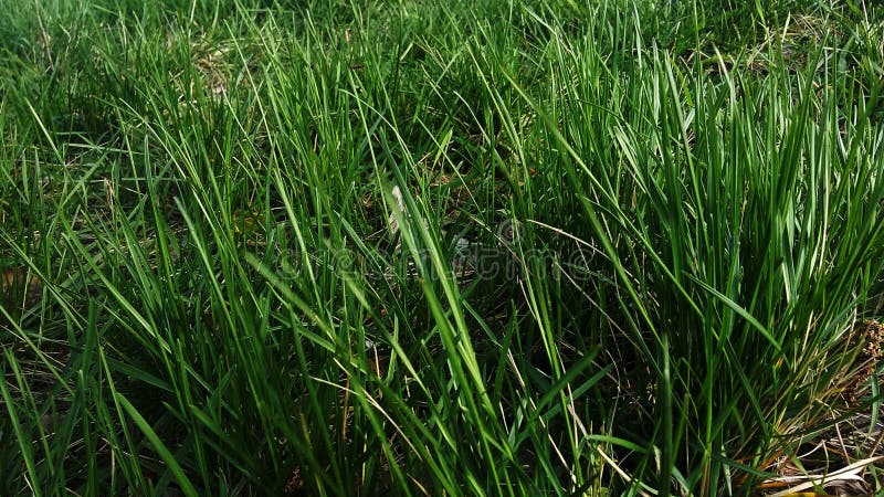 Green Grass in the Field in Early Spring Stock Photo - Image of garden ...