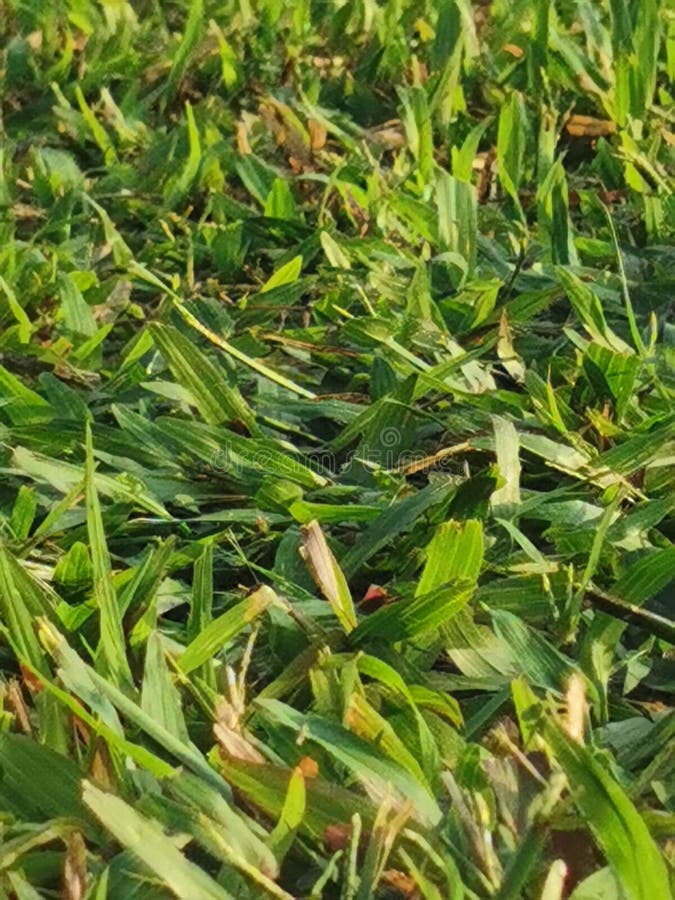 Green Grass in the Field Exposed To Morning Sunlight Stock Image ...