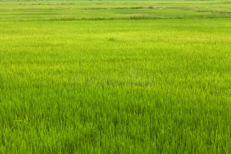 Green grass field stock image. Image of green, land, beautiful - 45942875