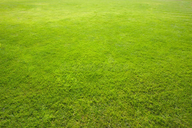 Green grass field stock photo. Image of frame, clear - 58960964