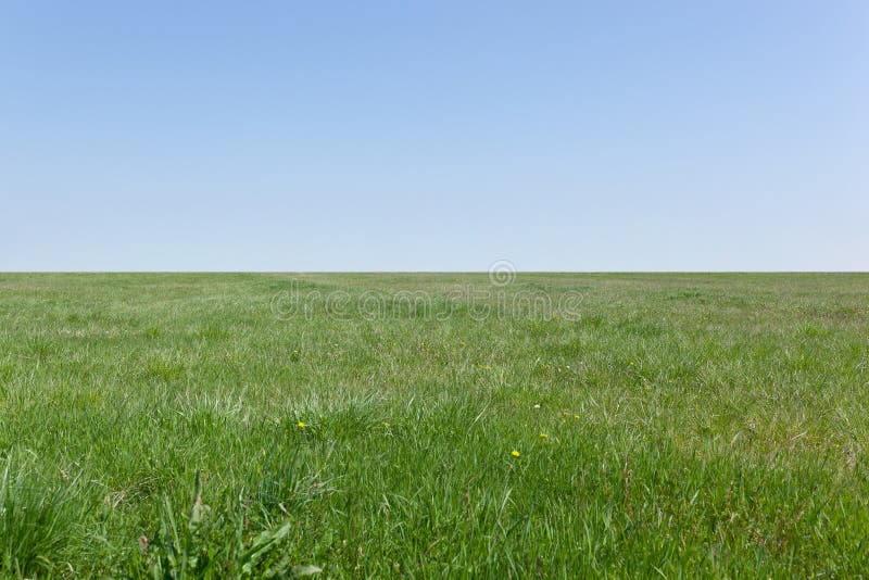 Green Grass Field with Flat, Even Horizon in the Distance Stock Image ...