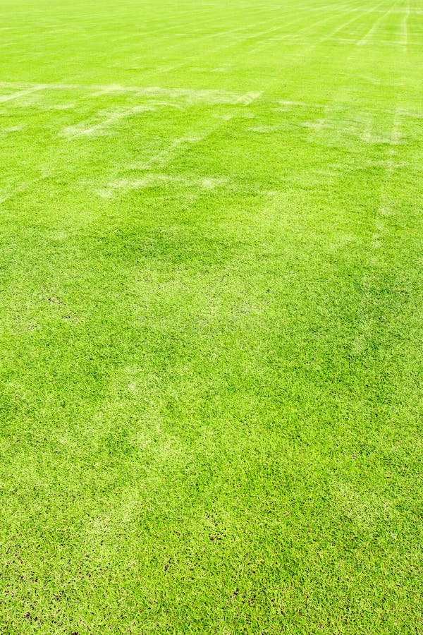 Green grass field stock photo. Image of flowers, blured - 33430366