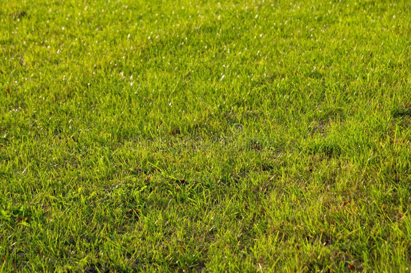 Green Grass Field in a Garden - Perfect Wallpaper Stock Photo - Image ...