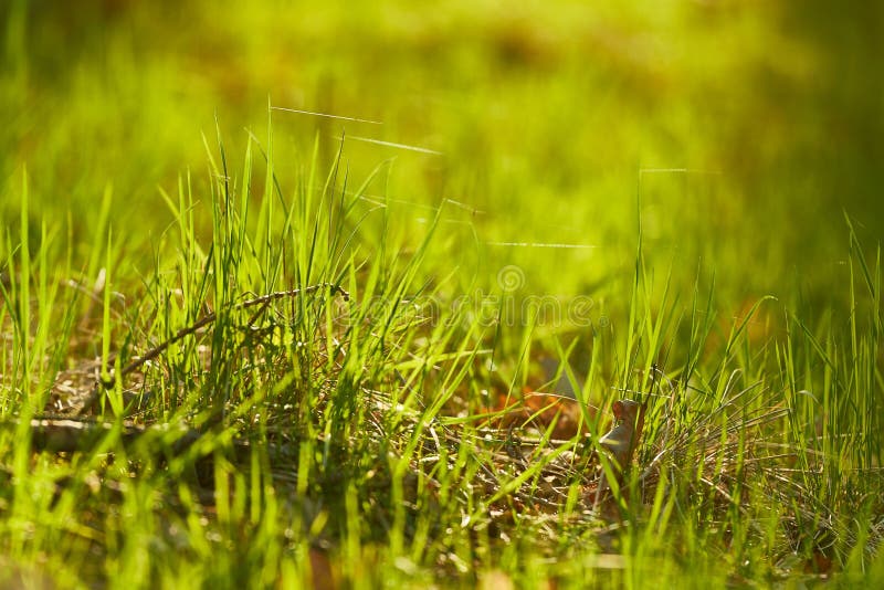 Green Grass Field stock image. Image of ecology, deep - 115069577