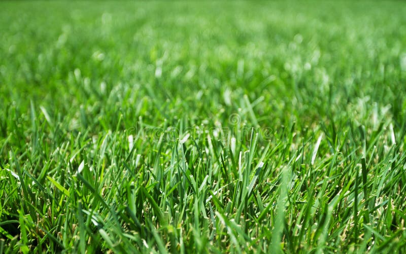 Green grass stock photo. Image of pasture, high, world - 33290176