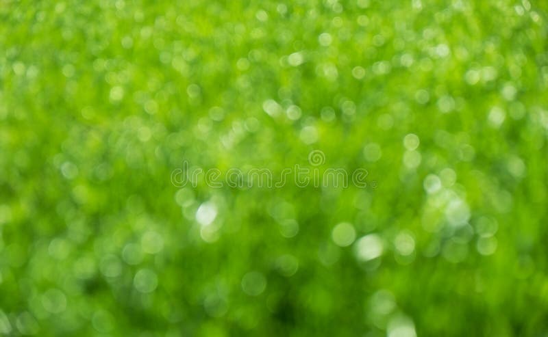 Green grass stock photo. Image of pasture, greens, pattern - 50292136