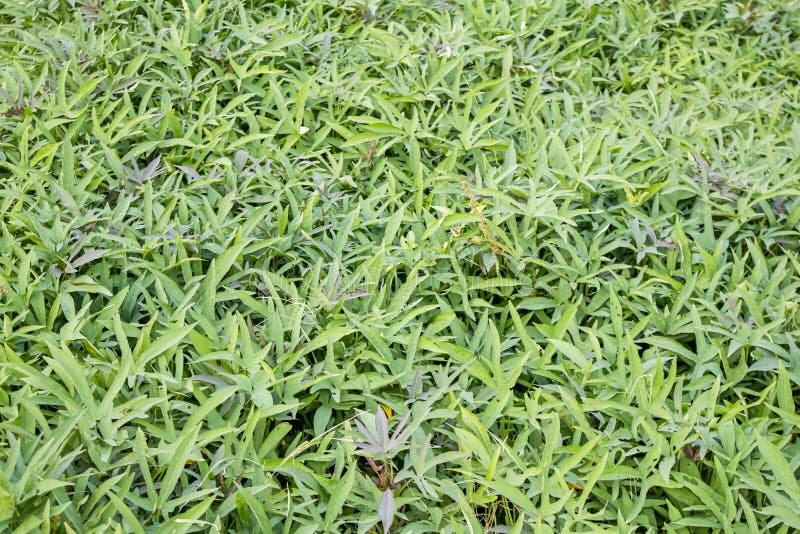 Green Grass in the Field in Indian Village Stock Photo - Image of close ...