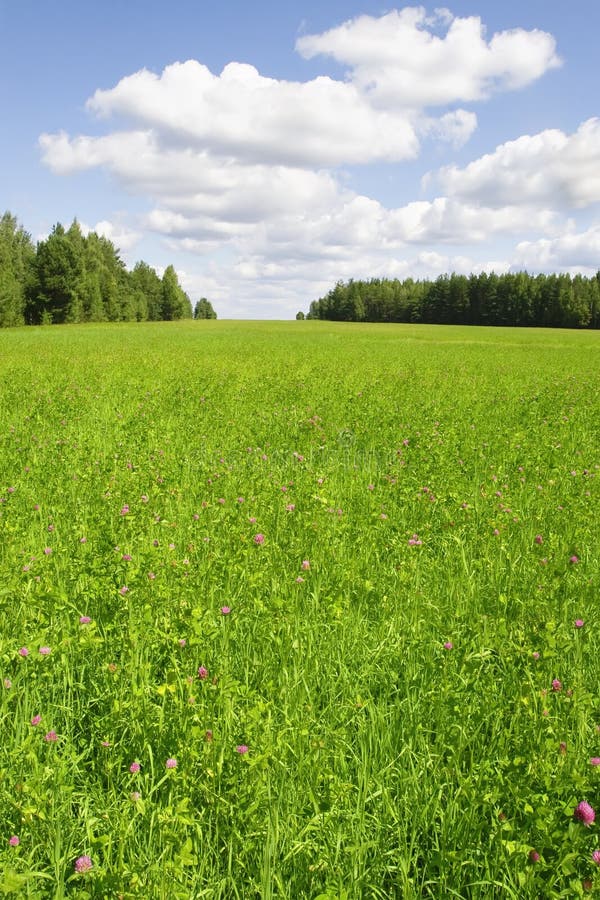Green Grass Field Landscape Stock Image - Image of forest, meadow: 14909361