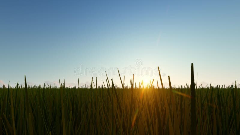 Green Grass Field Landscape Sunrise. Stock Footage - Video of ...