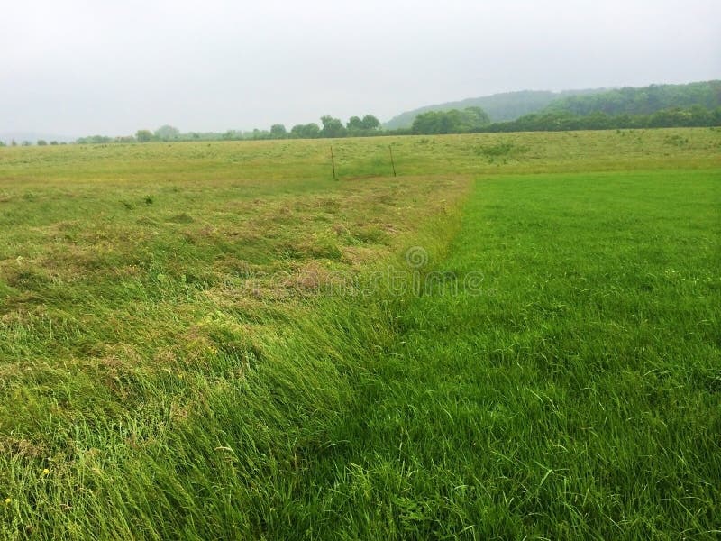 Green Grass Field in Luxembourg, Europe Stock Image - Image of grass ...
