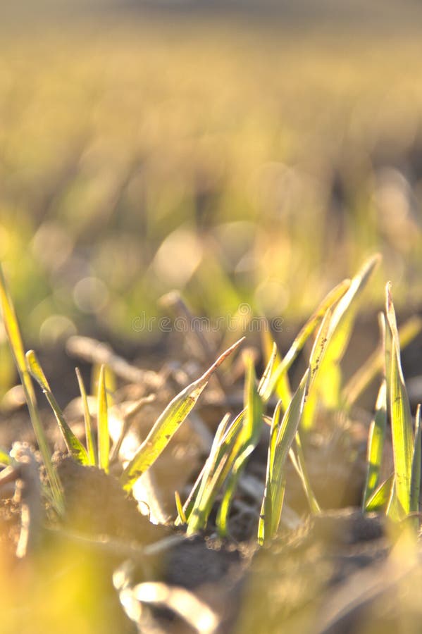 Green Grass in the Field. Macro Stock Image - Image of field, grass ...