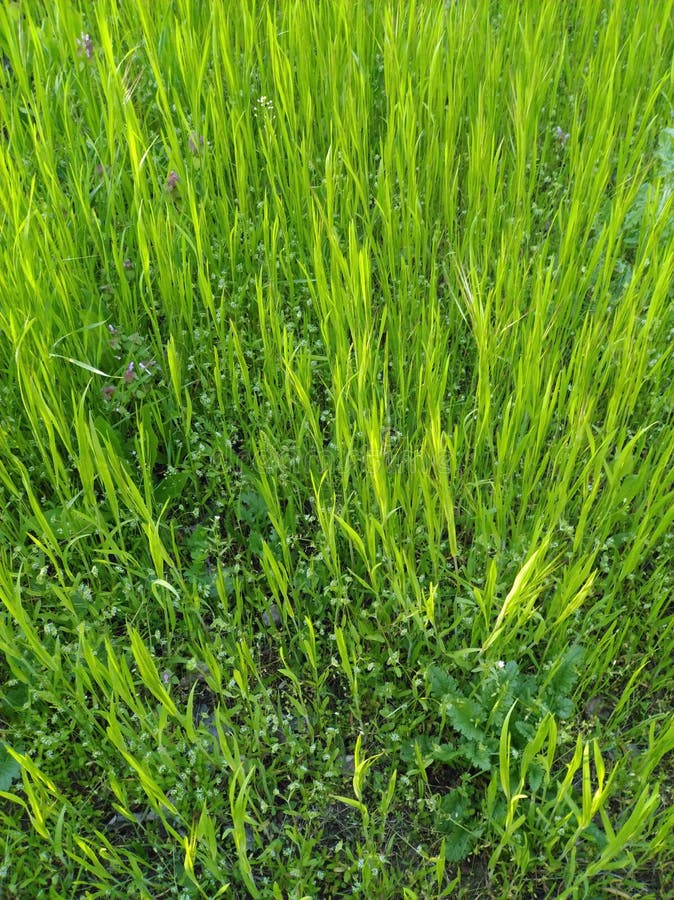 Grass green. stock image. Image of meadow, bright, plant - 217999801