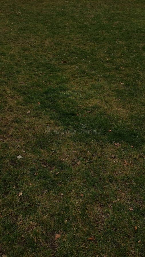 A Green Grass of a Field, Mobile Photo, Vertical Stock Image - Image of ...