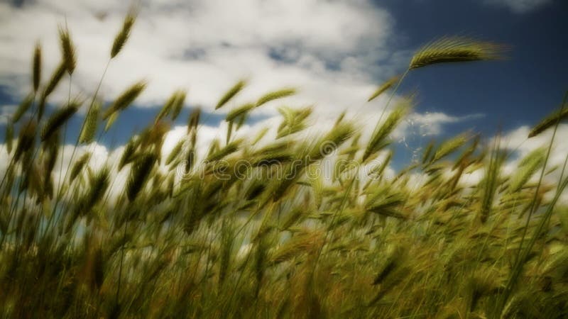Green grass motion stock video. Video of pasture, afternoon - 168740771