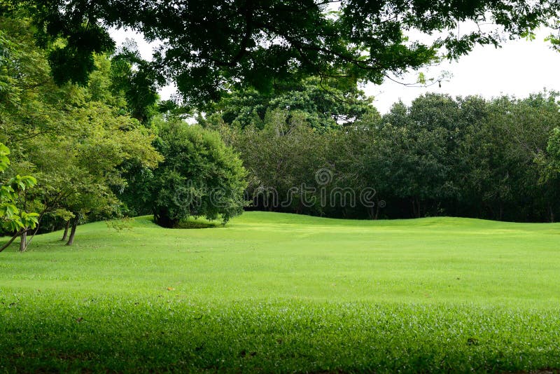 Green Grass Field in the Park Stock Image - Image of majestic, plain ...