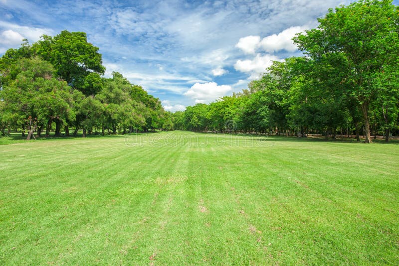 Green grass field stock photo. Image of parkland, meadow - 91065416