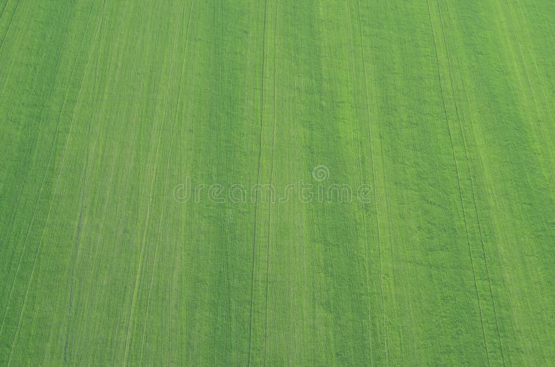 Green Grass Landscape Above View. Texture of Green Grass View from ...