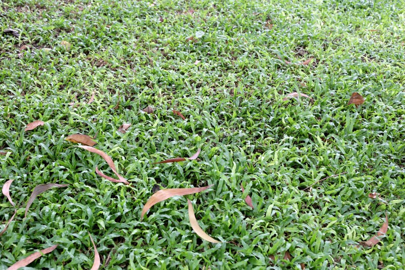 Green Grass Field and Perspective To Copy Space for Multi Purpose ...