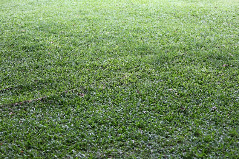 Green Grass Field and Perspective To Copy Space for Multi Purpose ...