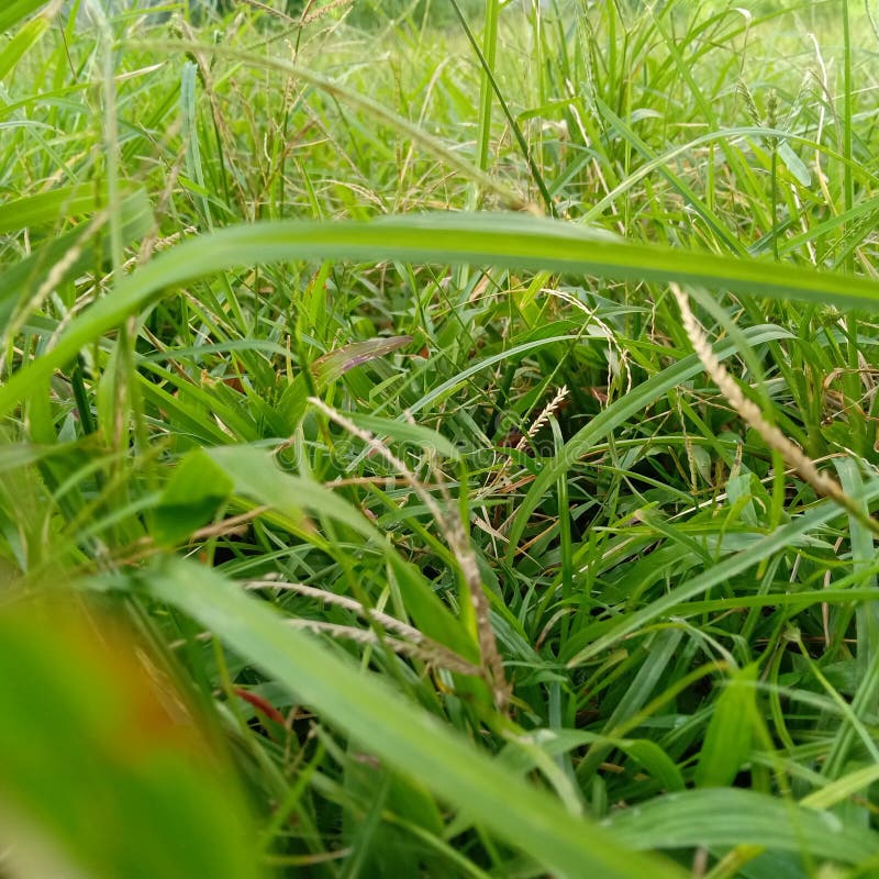 Green grass field photo stock image. Image of soil, agriculture - 262844139