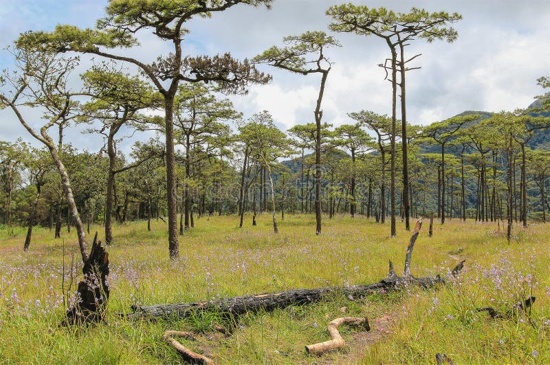 Green Grass Field and Pine Tree with Cloudy Sky Stock Photo - Image of ...