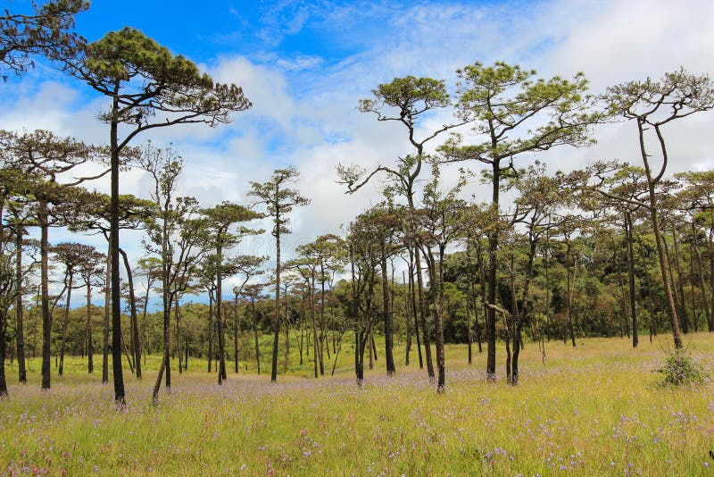 Green Grass Field and Pine Tree with Cloudy Sky Stock Photo - Image of ...