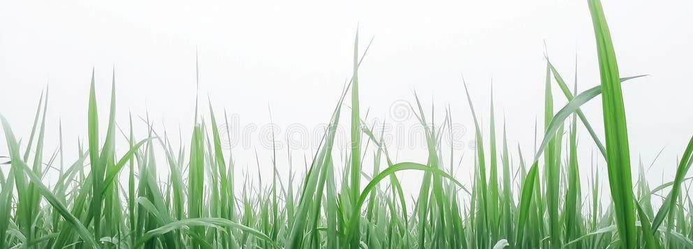 A Green Grass Field Segmented on a White Backdrop, Ideal for Montage ...