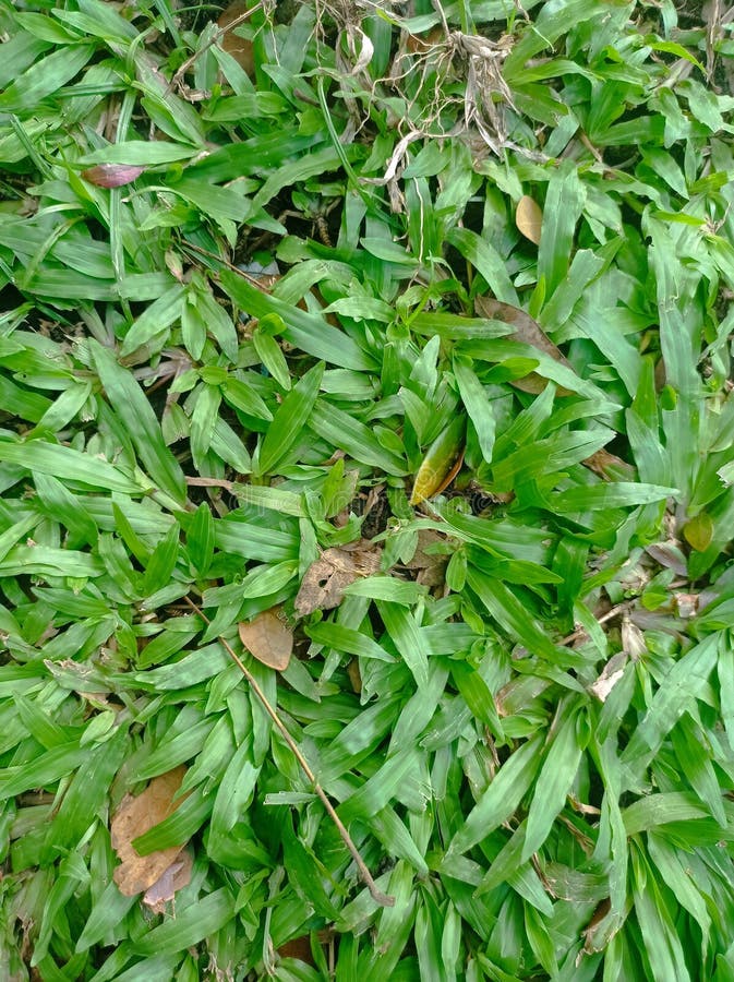 Green Grass in the Field Shot from Above Stock Image - Image of soil ...