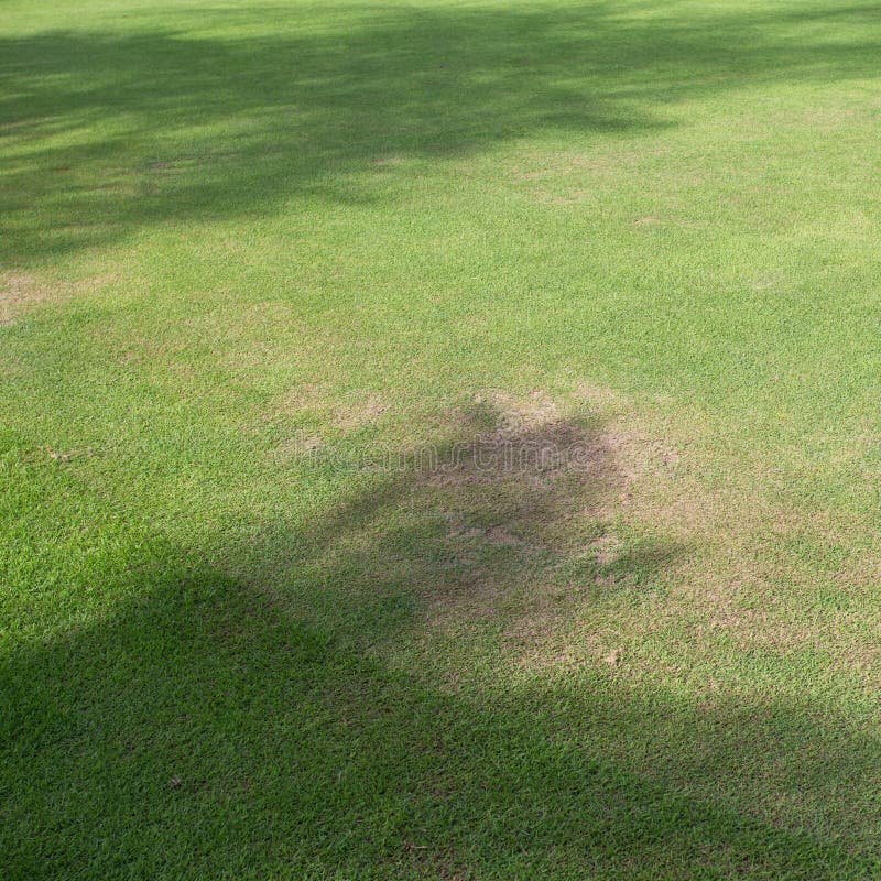 Green Grass Field of Sport Playing Stock Image - Image of greenery ...