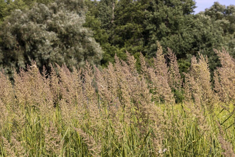 Green Grass in a Field in the Summer, a Field with Stock Image - Image ...