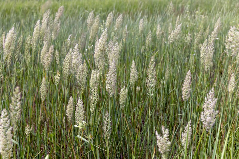 Green Grass in a Field in the Summer, a Field with Stock Image - Image ...