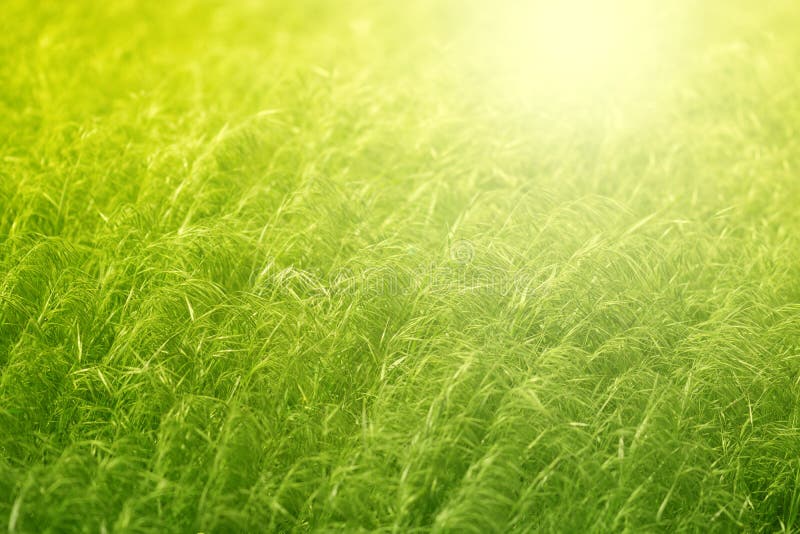 Green Grass in a Field in the Sunlight. Stock Photo - Image of park ...