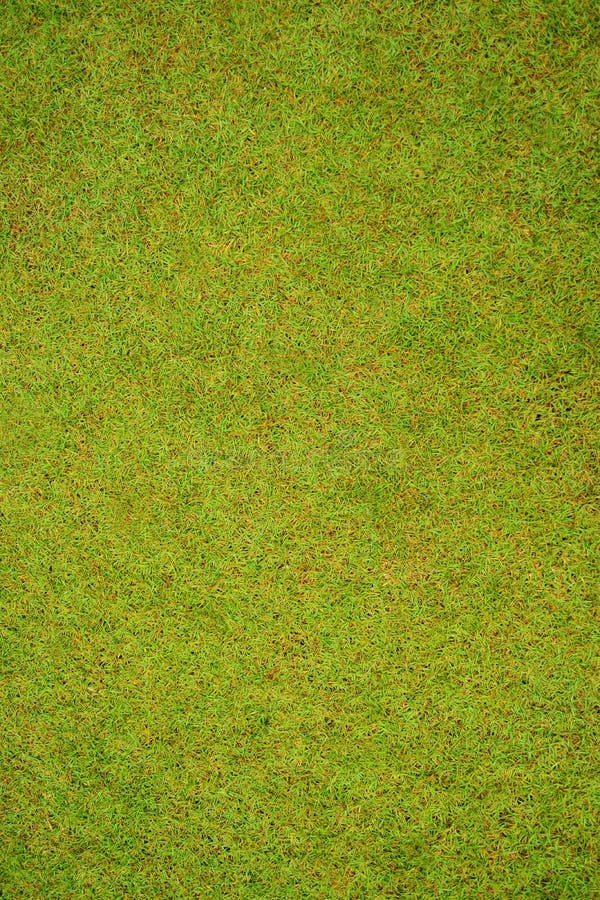 Green Grass Field Texture Background. Stock Photo - Image of lush ...