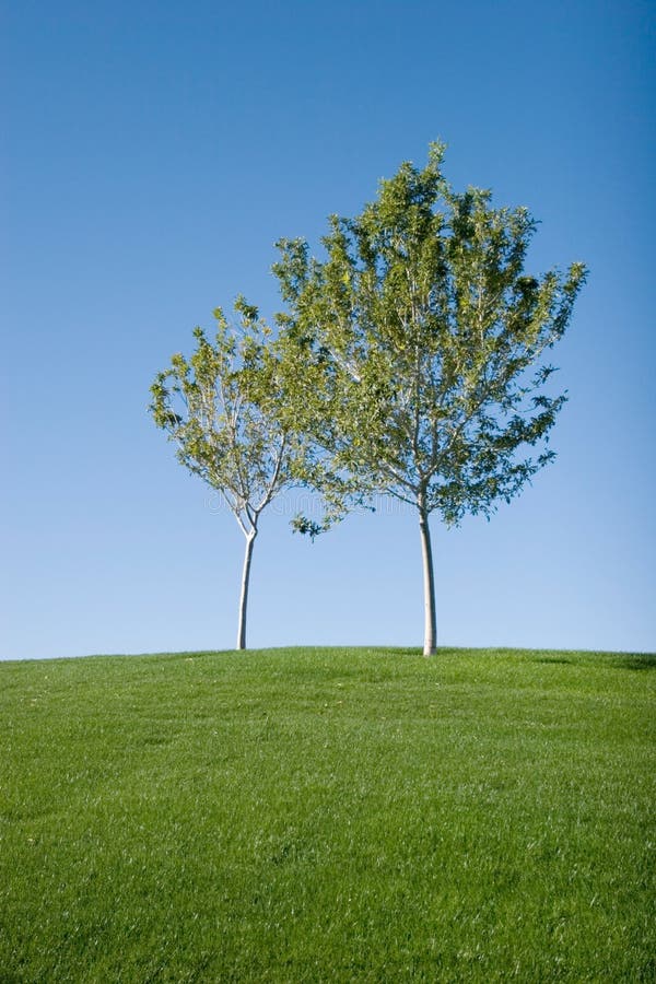 Green grass field and tree stock photo. Image of yard - 3809884