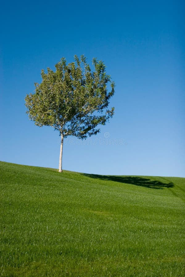 Green grass field and tree stock photo. Image of golf - 4128600