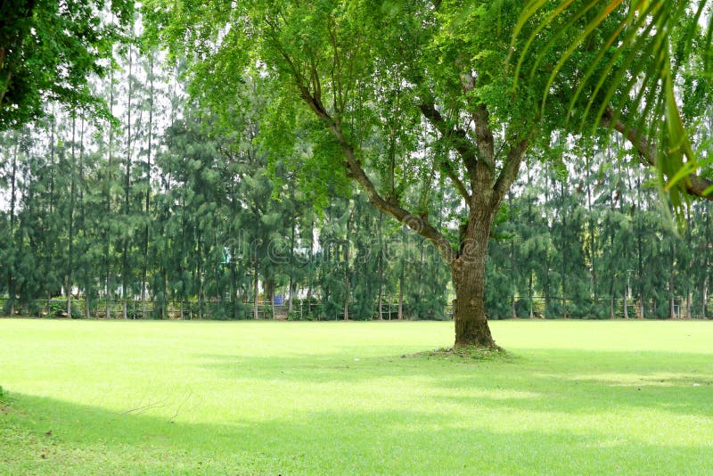 Green Grass Field and Green Tree in the Public Garden Stock Photo ...