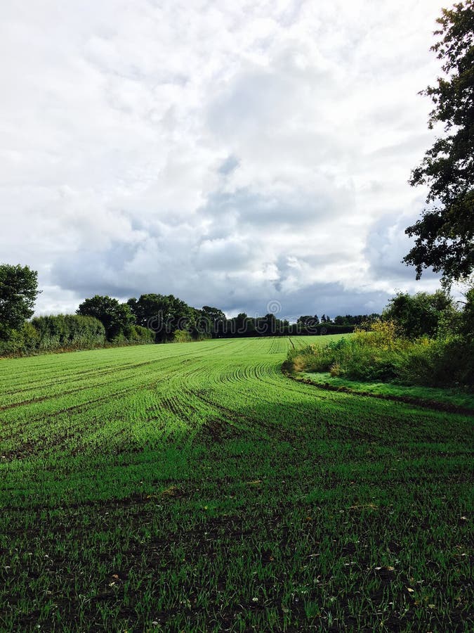 Green Grass Field with Trees Stock Photo - Image of pasture, landscape ...