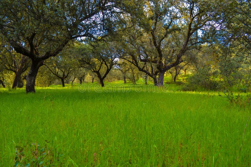Green Grass Field with Trees in the Background Stock Image - Image of ... Green Grass Field with Trees in the Background Stock Image - Image of ...