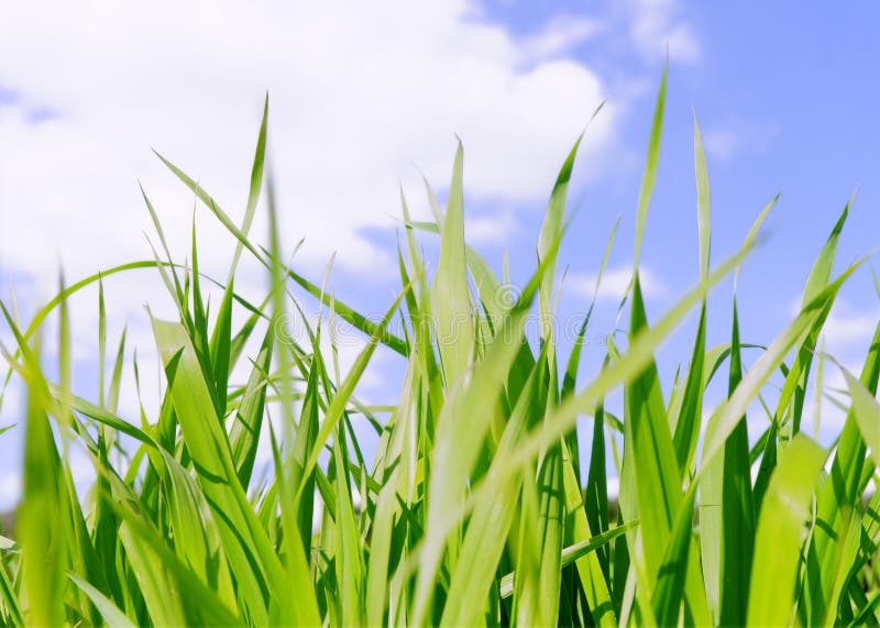 Green Grass Field Under Midday Sun In Blue Sky. Picture Image: 17351891