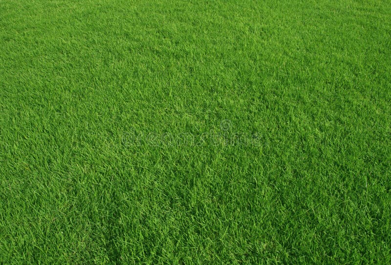 Close up of grass stock image. Image of environment, ecology - 412595