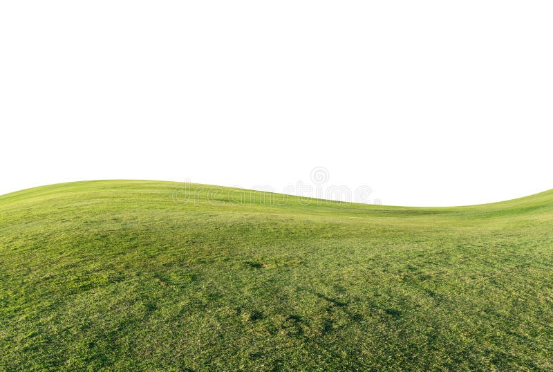 Oak Tree on a White Background Stock Image - Image of mighty, broadleaf ...